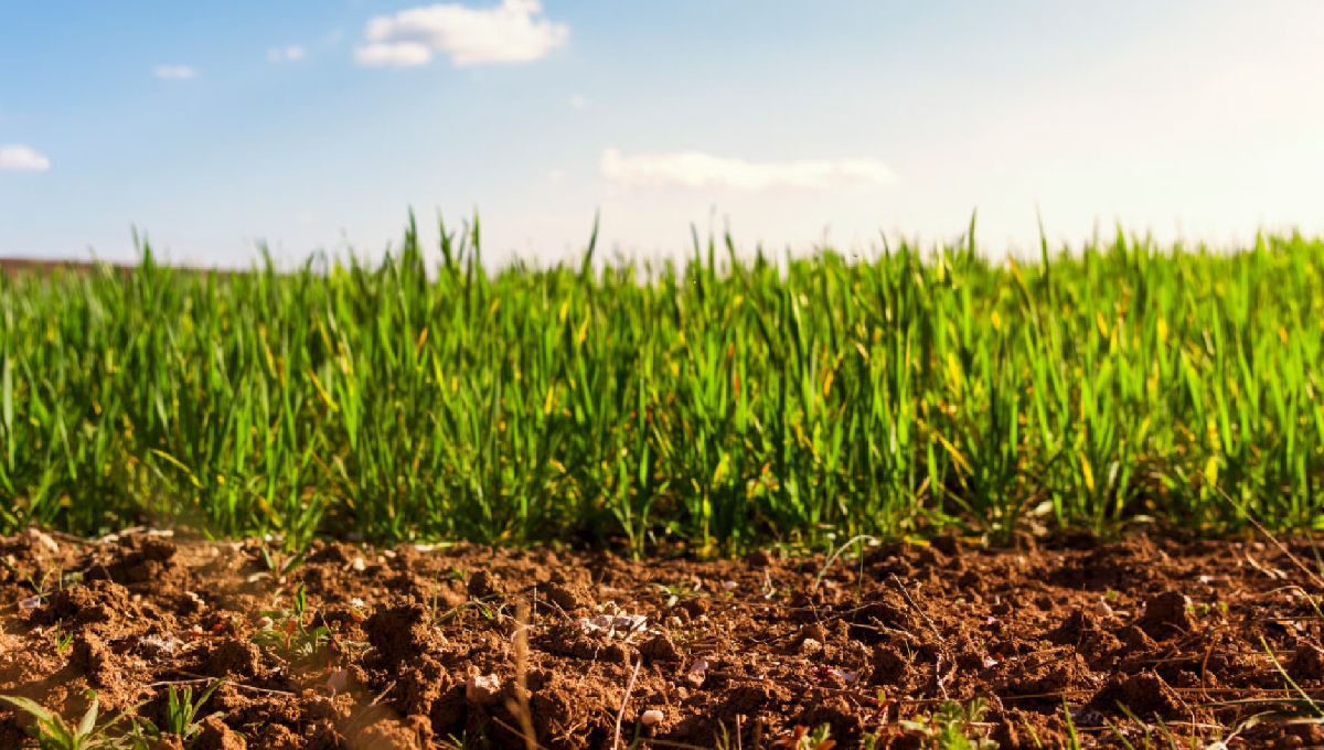 Nexans - Nexans ECOTERM™ termite resistant cables | Nexans